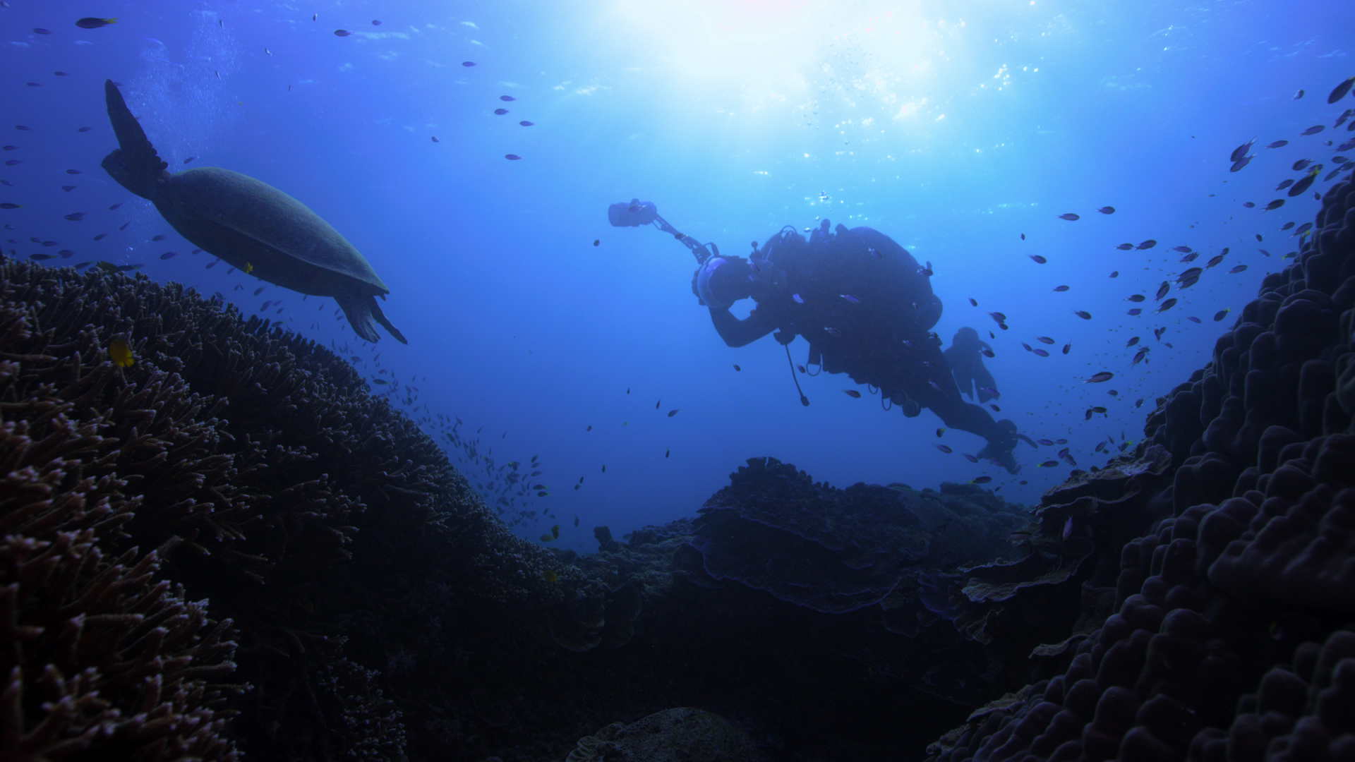 'Chasing Coral' Documentary Film Review | Get Reel Movies